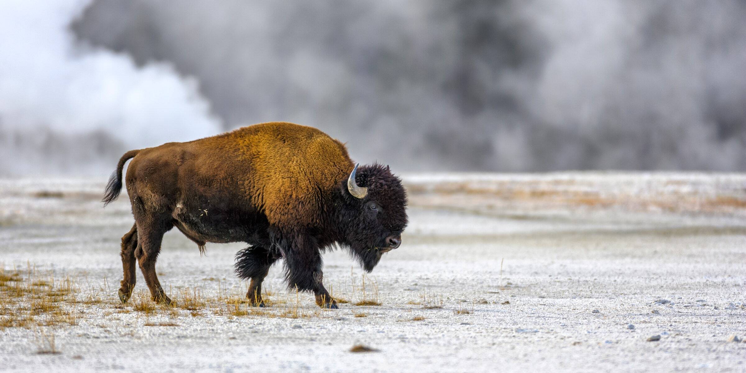 BISON Adds Solana Staking As Retail Demand For Yield Grows - FinanceFeeds